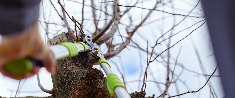 Spring Pruning Guide for Alberta - Salisbury Landscaping | Sherwood ...