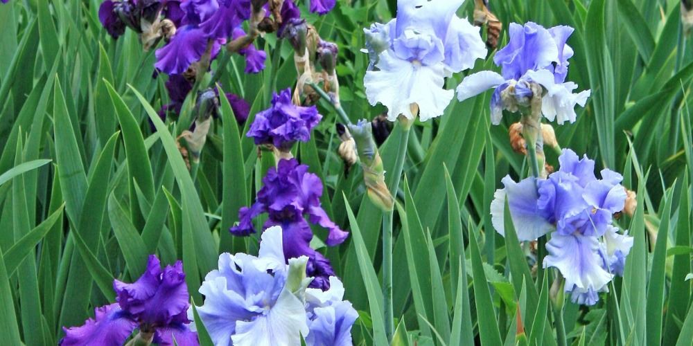Colour Theory in Landscape Design | Edmonton Landscape and Design ...