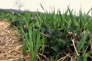Weeding can be Your Path to Enlightenment by Kevin Napora - Salisbury ...