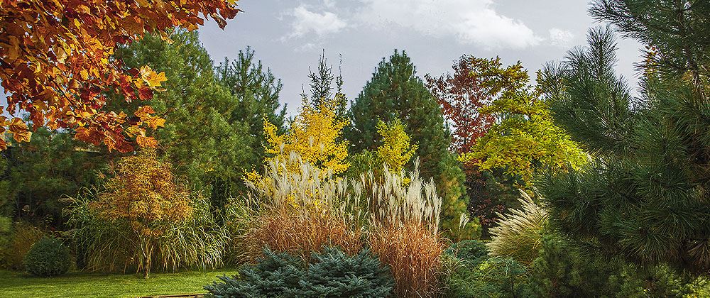 The Best Trees & Shrubs for Fall Colour in Edmonton - Salisbury Landscaping